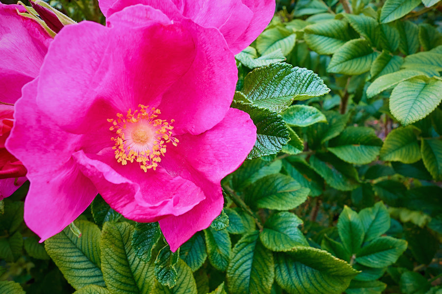 Alaskan Rose – Alaskan Dream Botanicals
